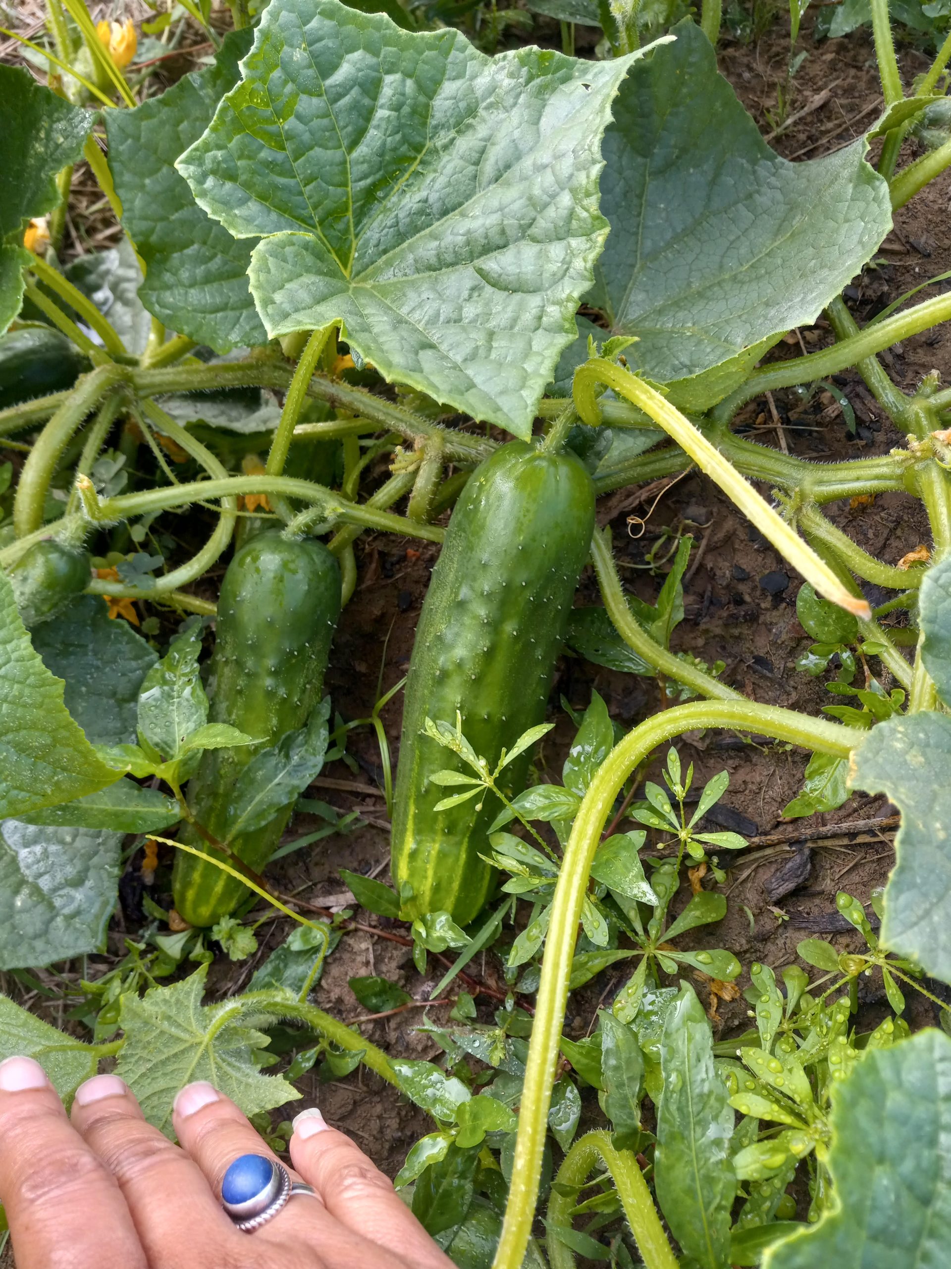 WELCOME [favortreefarms.com]