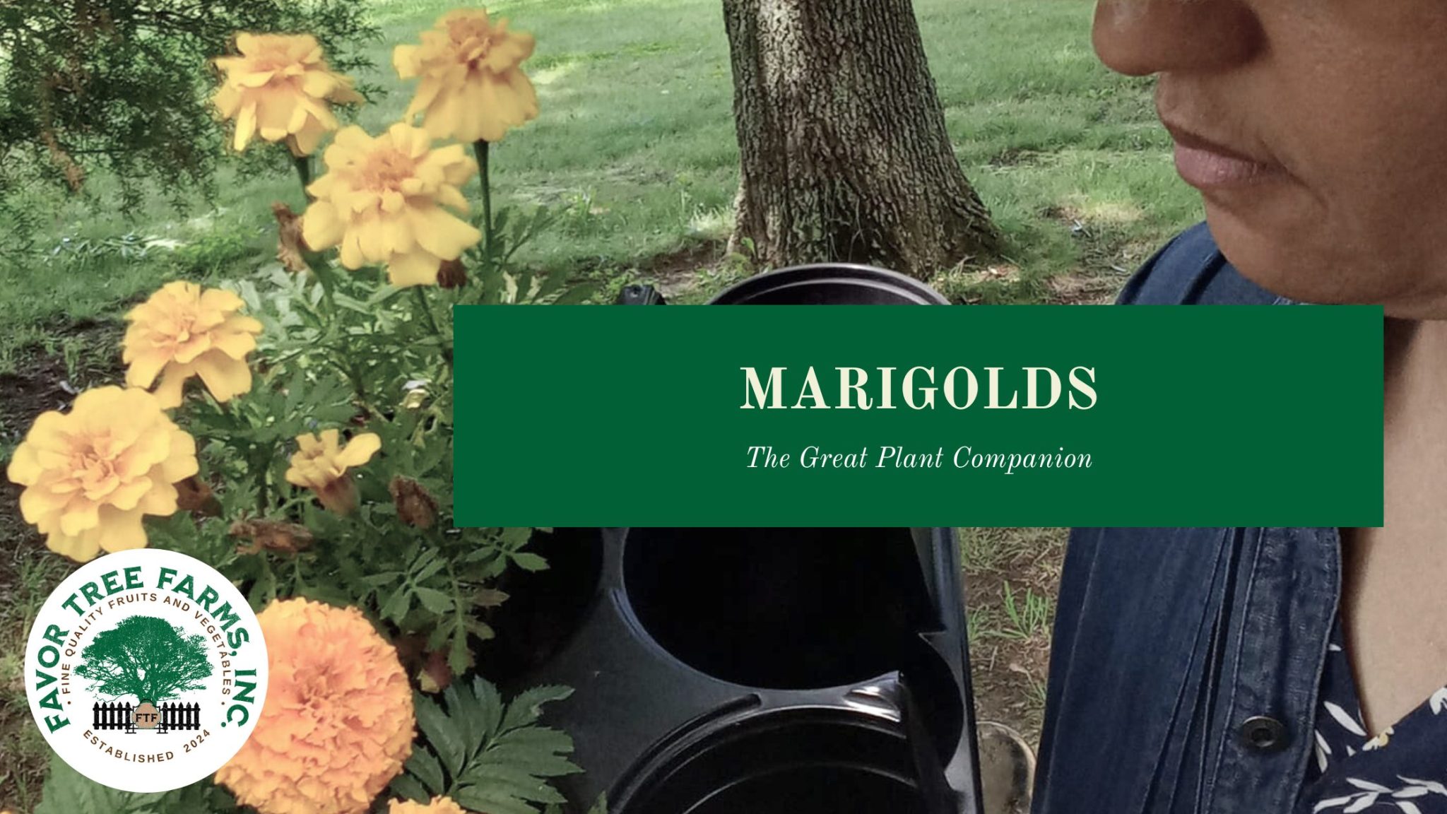 Marigolds: The great Plant Companion