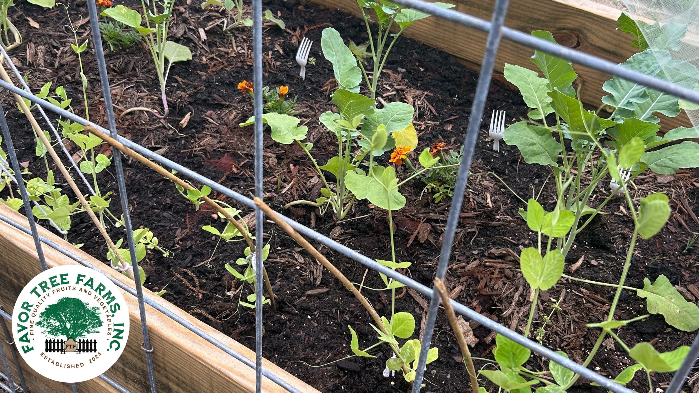 7 New Lessons from My Garden